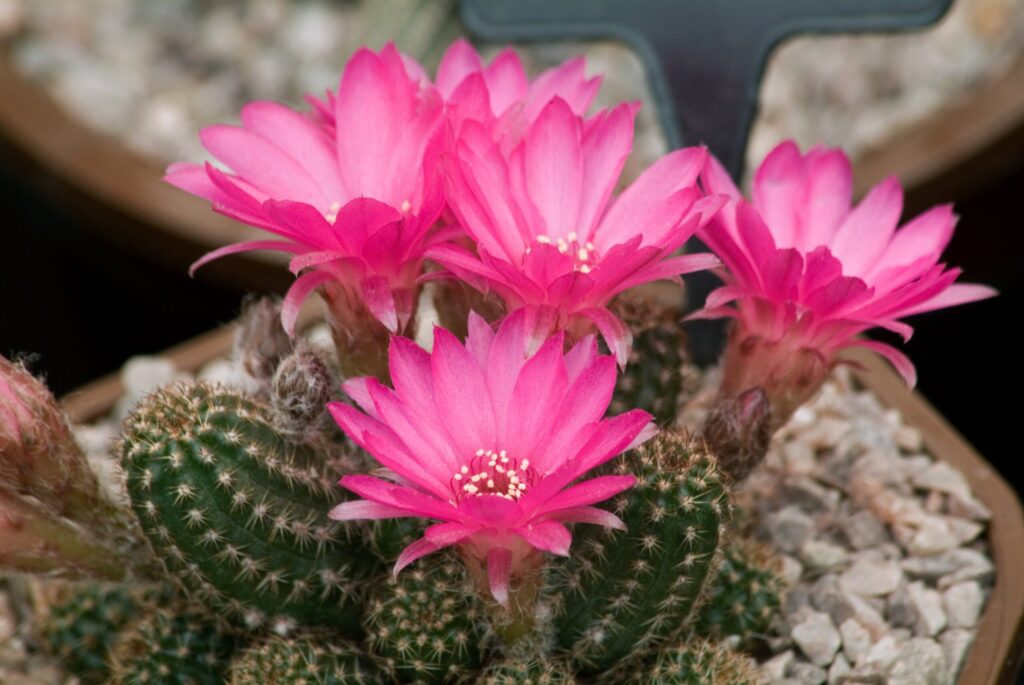 Cactus and Succulent Show - South West London
