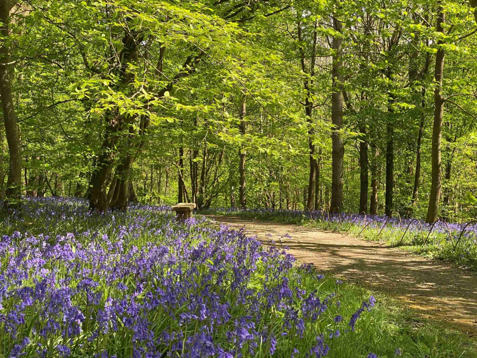 Hole Park to Open Early as Bluebell Display Begins - West Kent